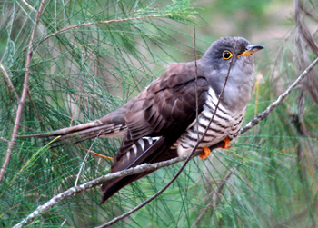 杜鹃亚科 Cuculinae 蓝色动物学（中国动物学科普）